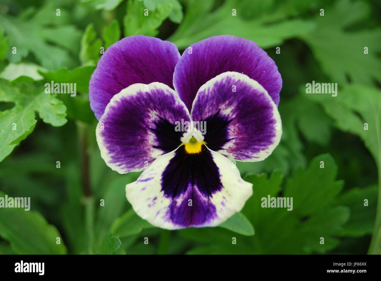 Violet flower violet tri-color in macro Stock Photo - Alamy
