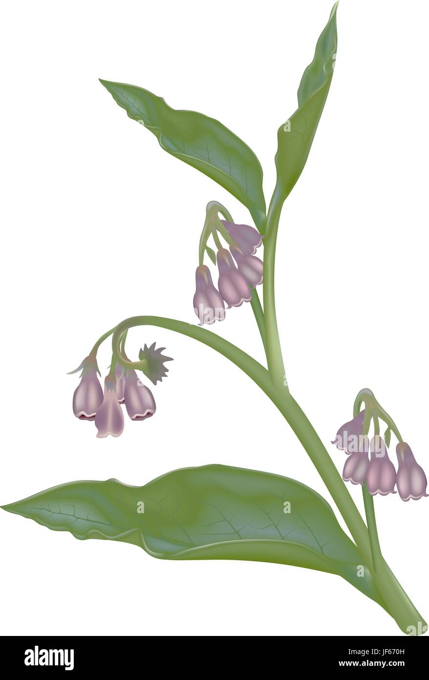 Comfrey medicinal Stock Vector Images - Alamy
