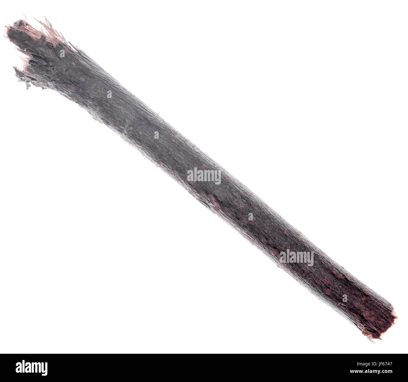 Pine twig Cut Out Stock Images & Pictures - Alamy