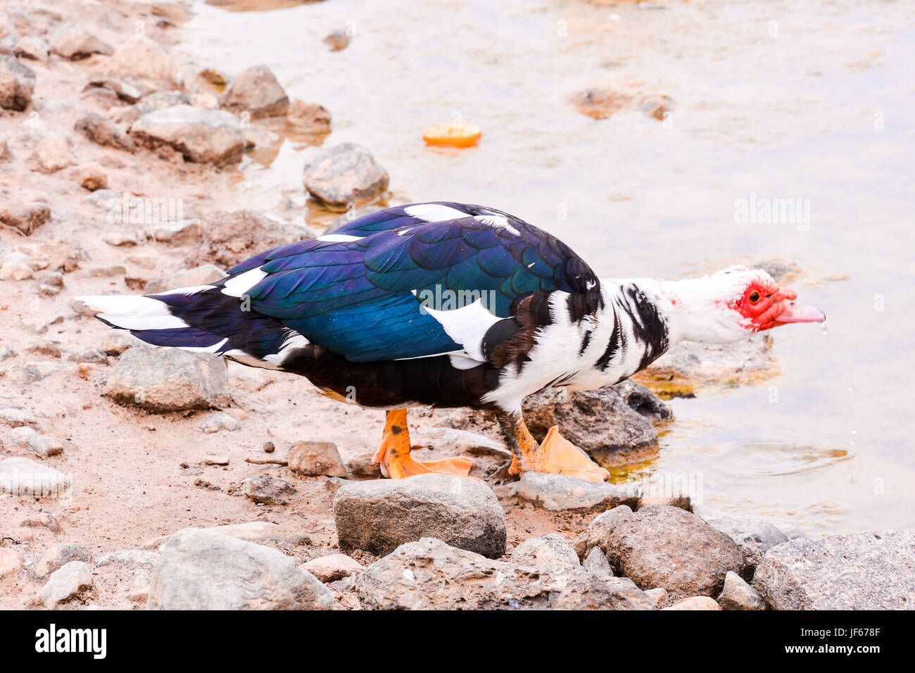 Muskovy duck hi-res stock photography and images - Alamy