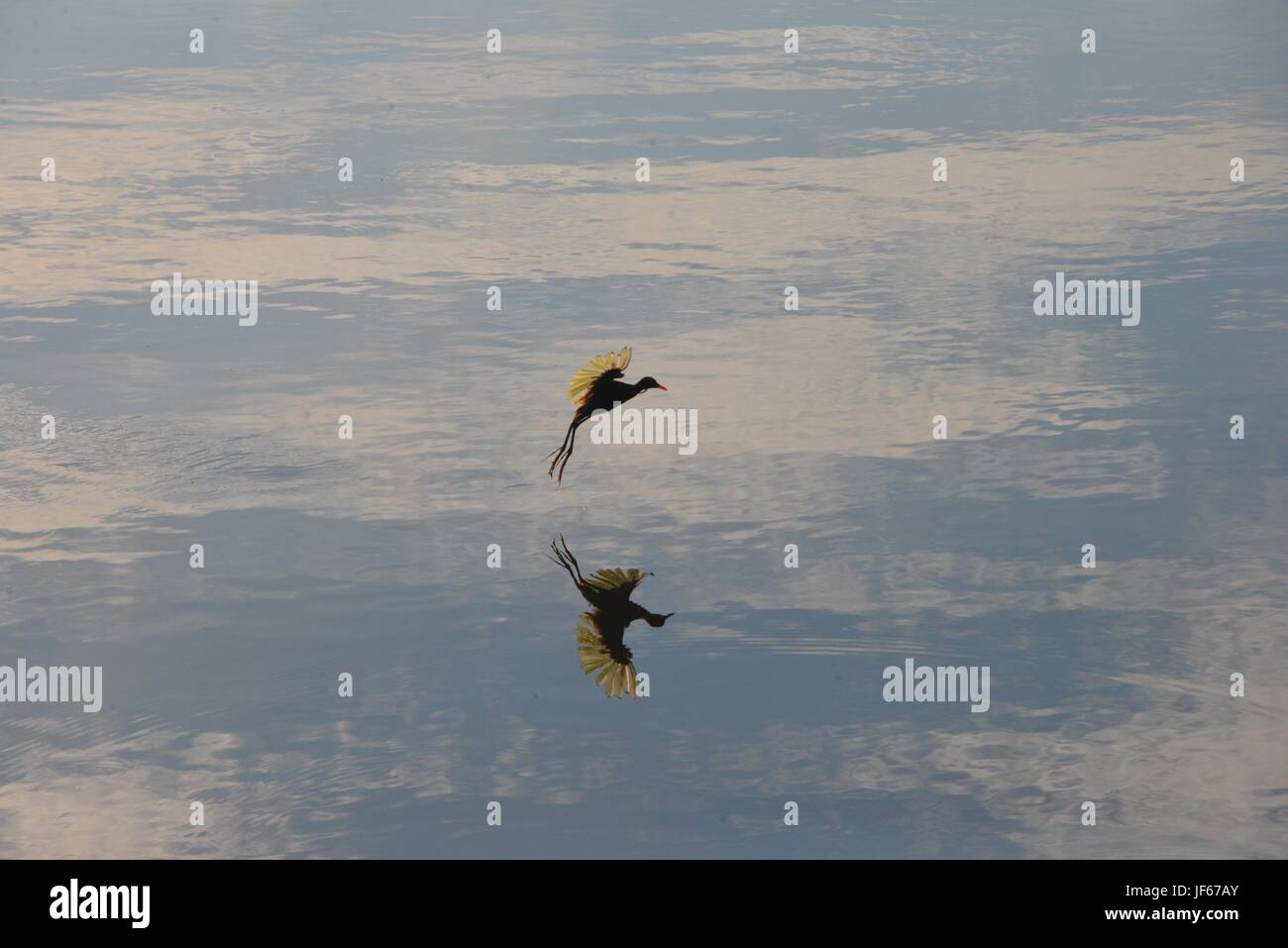 Reflection bird hi-res stock photography and images - Alamy
