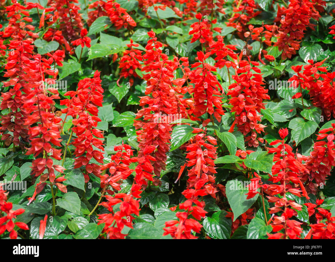 Salvia Scarlet King Red Stock Photo - Alamy
