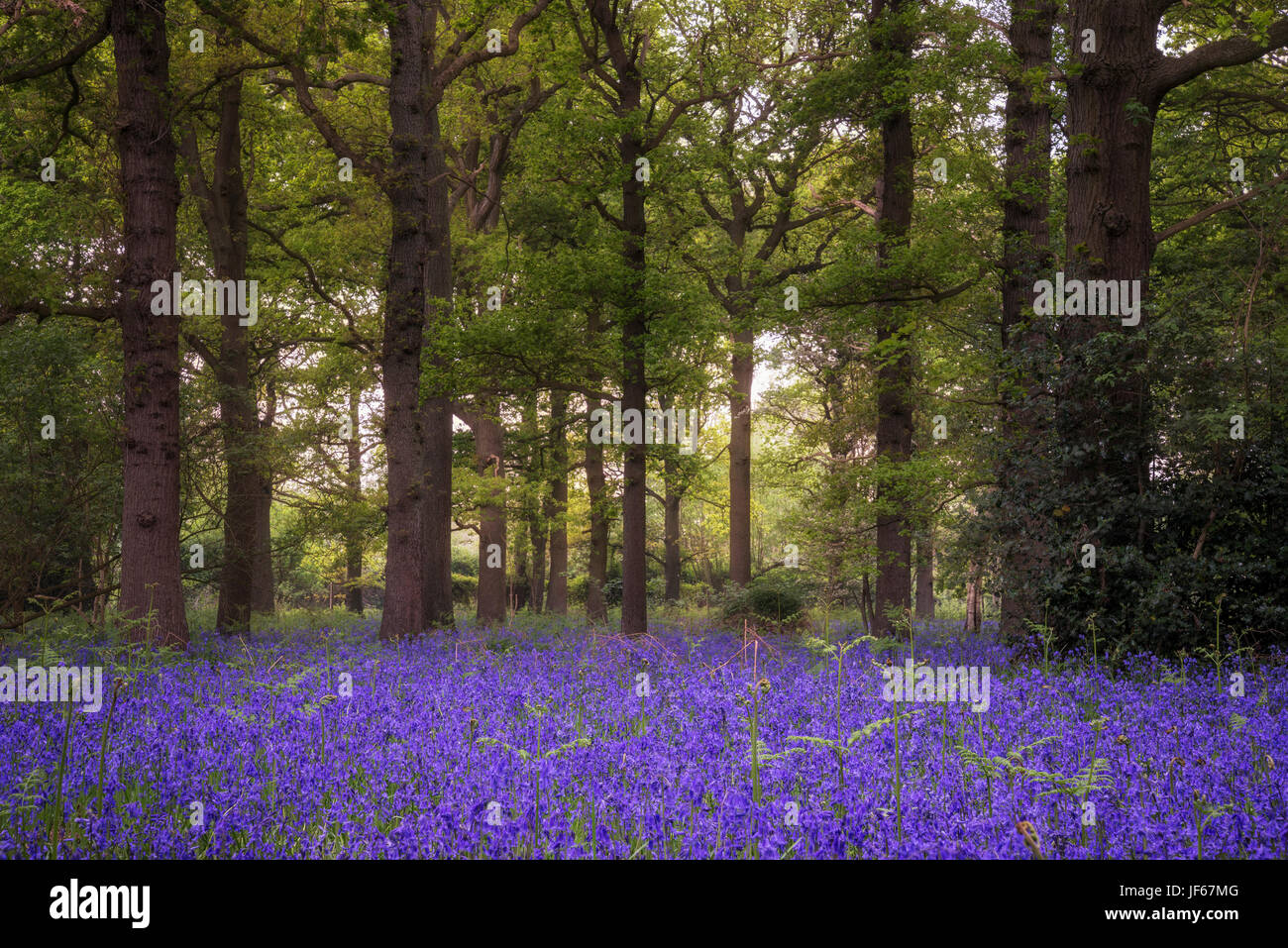 Shallow depth of field landscape of bluebell woods in Spring Stock ...