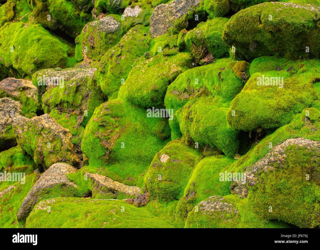 stone with moss texture Stock Photo - Alamy
