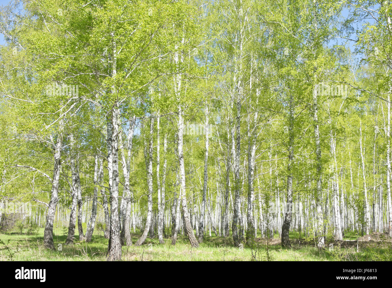 Birch e hi-res stock photography and images - Alamy