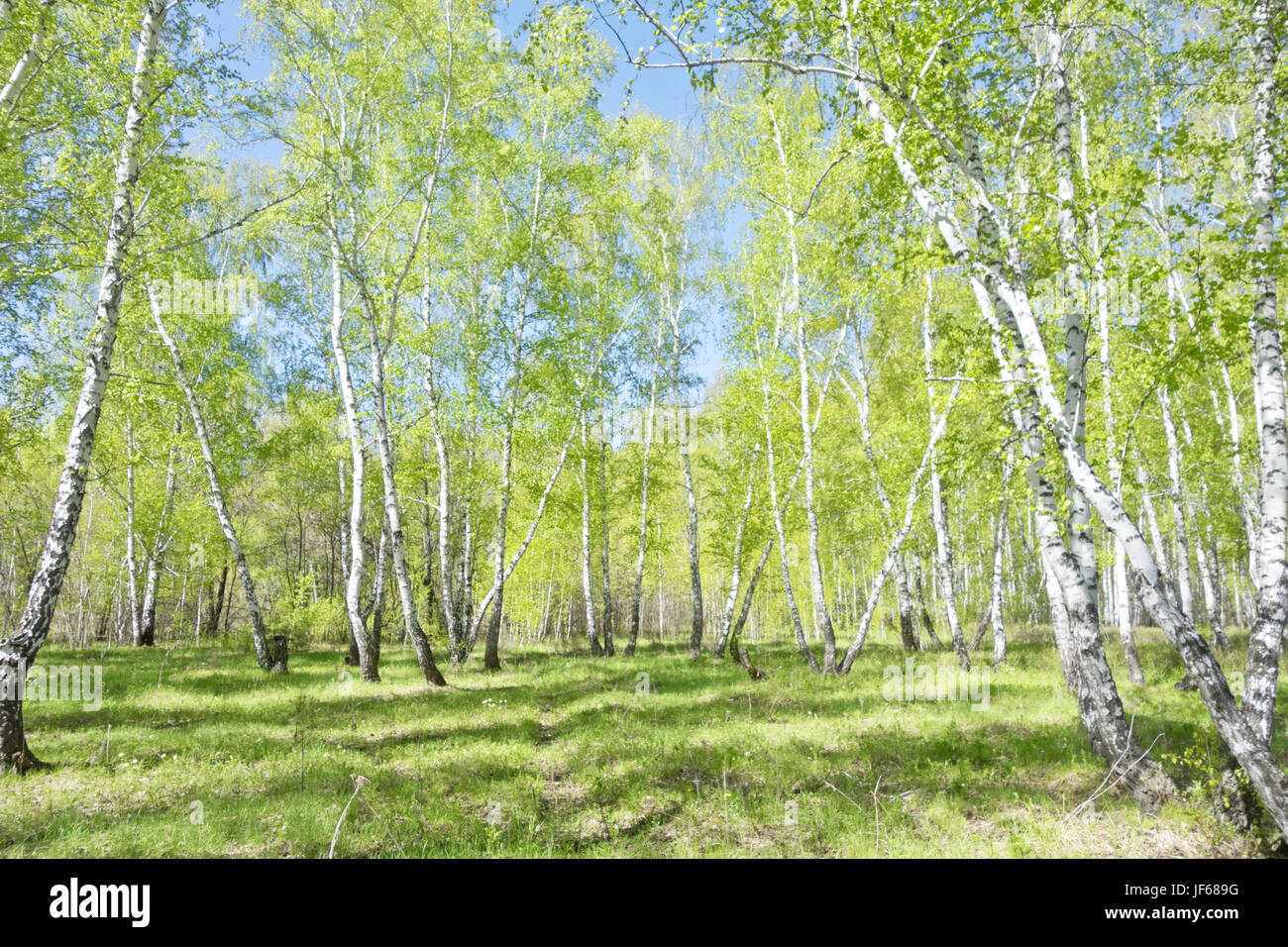 Russian birch forest hi-res stock photography and images - Alamy
