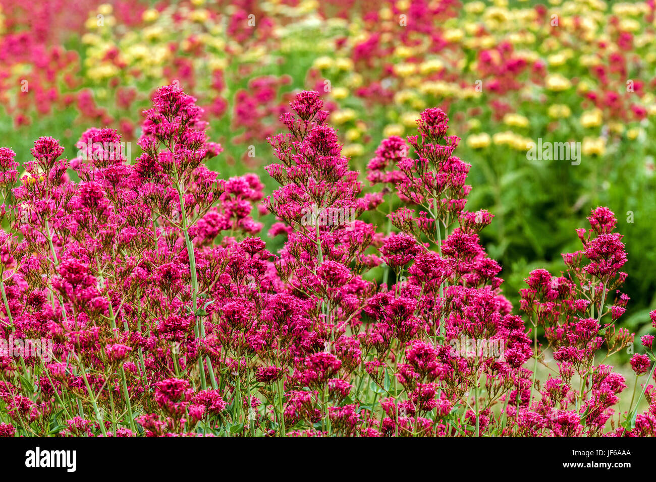 Red valerian Centranthus ruber 'Coccineus' Stock Photo - Alamy