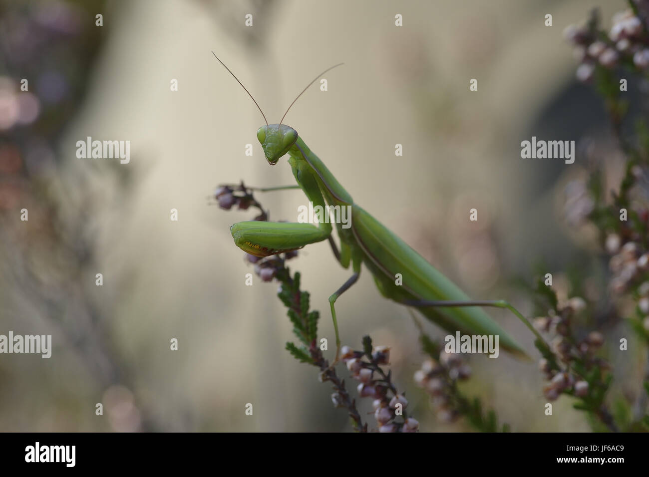 Praying mantis prey hi-res stock photography and images - Alamy