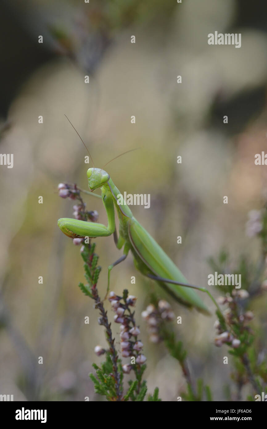 European mantis hi-res stock photography and images - Alamy