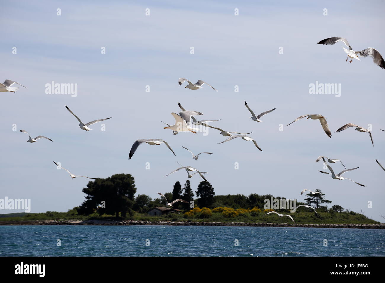 sea gulls are flying Stock Photo - Alamy