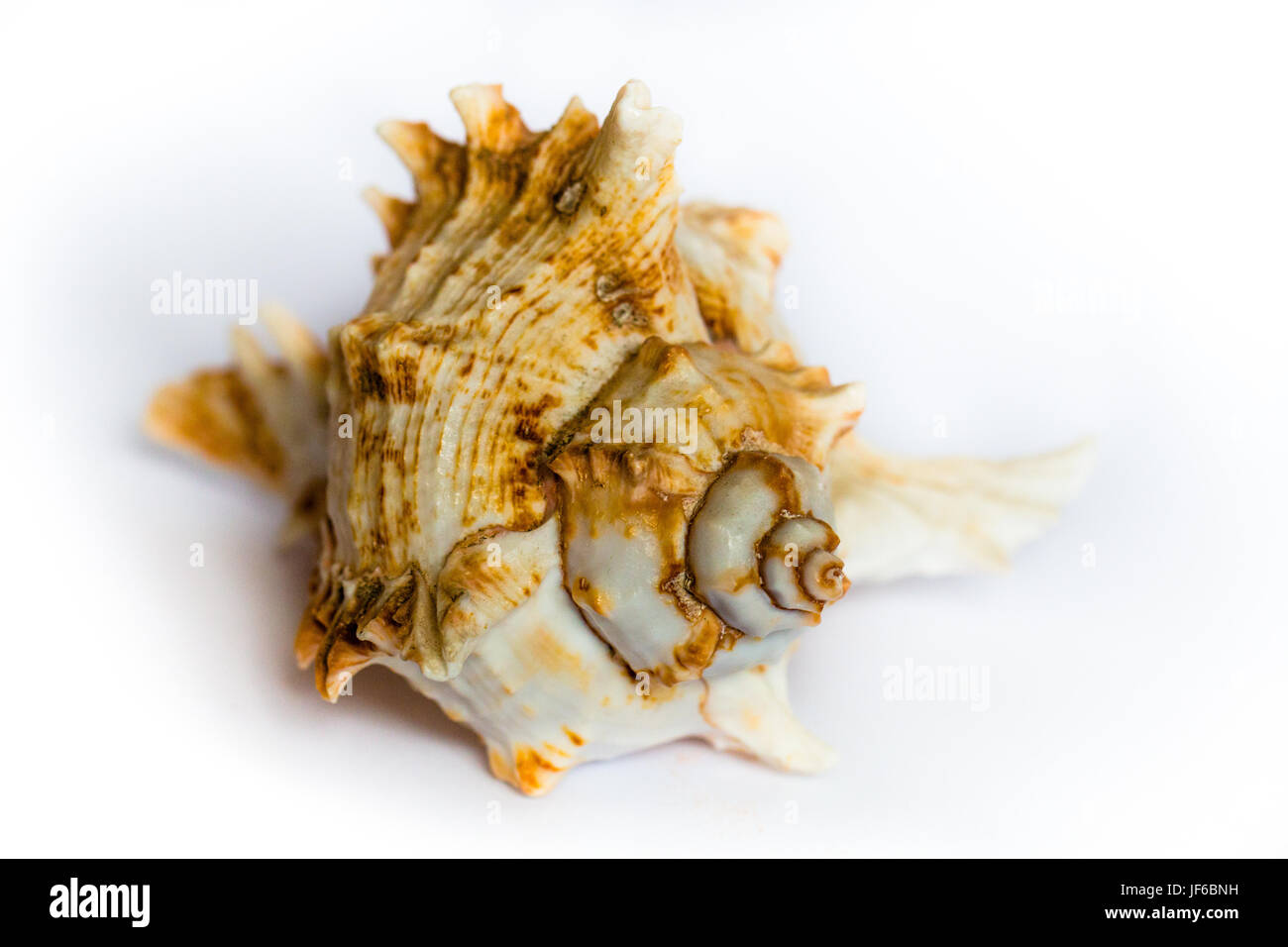White salt beach Cut Out Stock Images & Pictures - Alamy