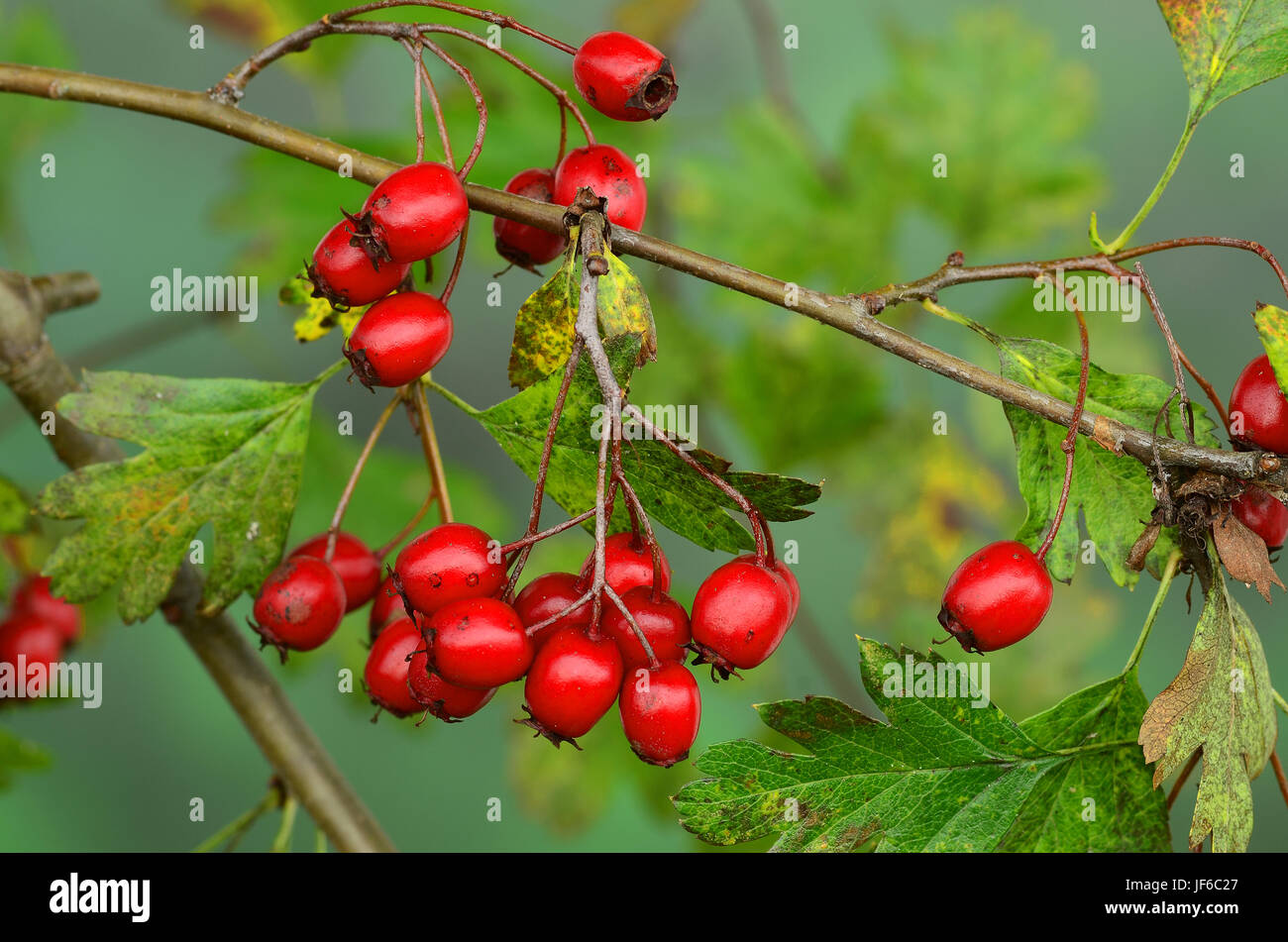 hawthorn, whitethorn, Crataegus, berries Stock Photo - Alamy