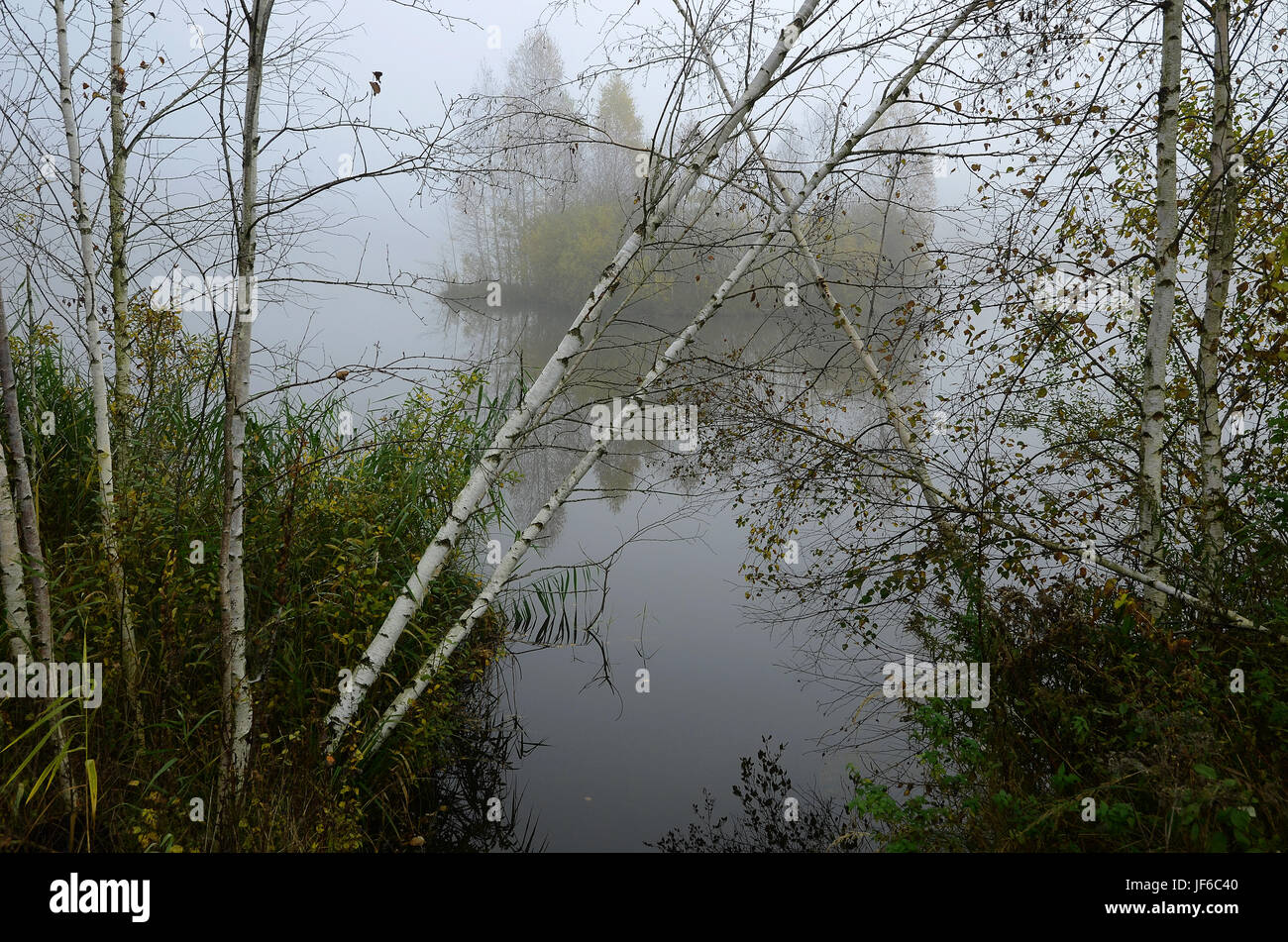 birch forest, bog, swamp, sea, marsh Stock Photo - Alamy
