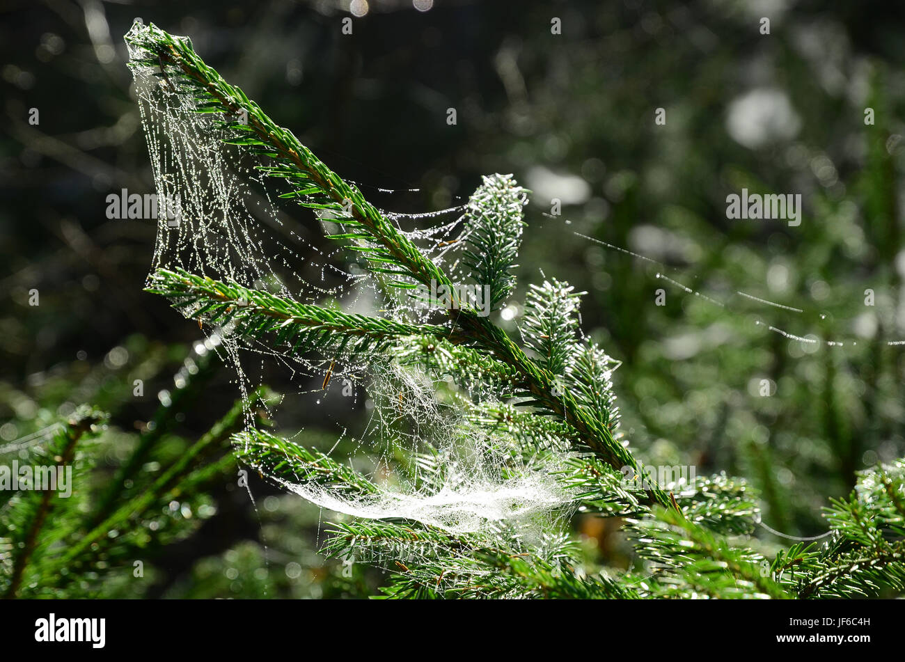 Indian spiders hi-res stock photography and images - Alamy