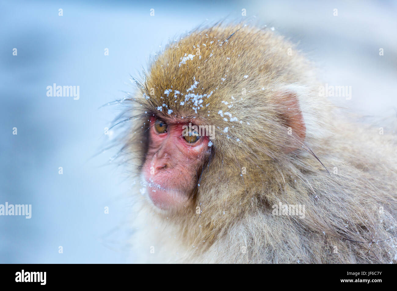 Snow monkey Macaque Onsen Stock Photo - Alamy