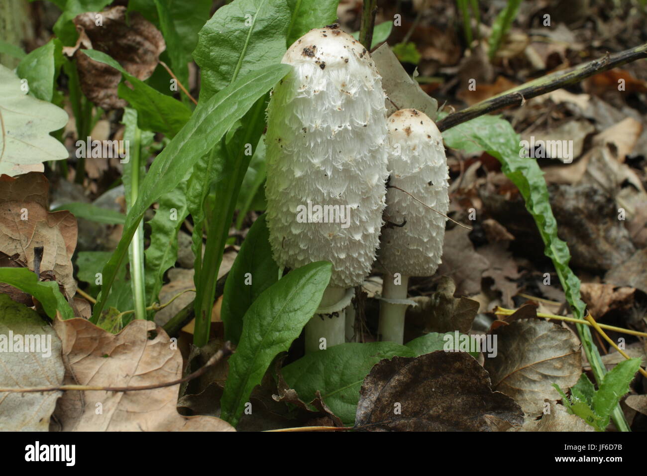 Mushroom Coprinus comatus Stock Photo - Alamy
