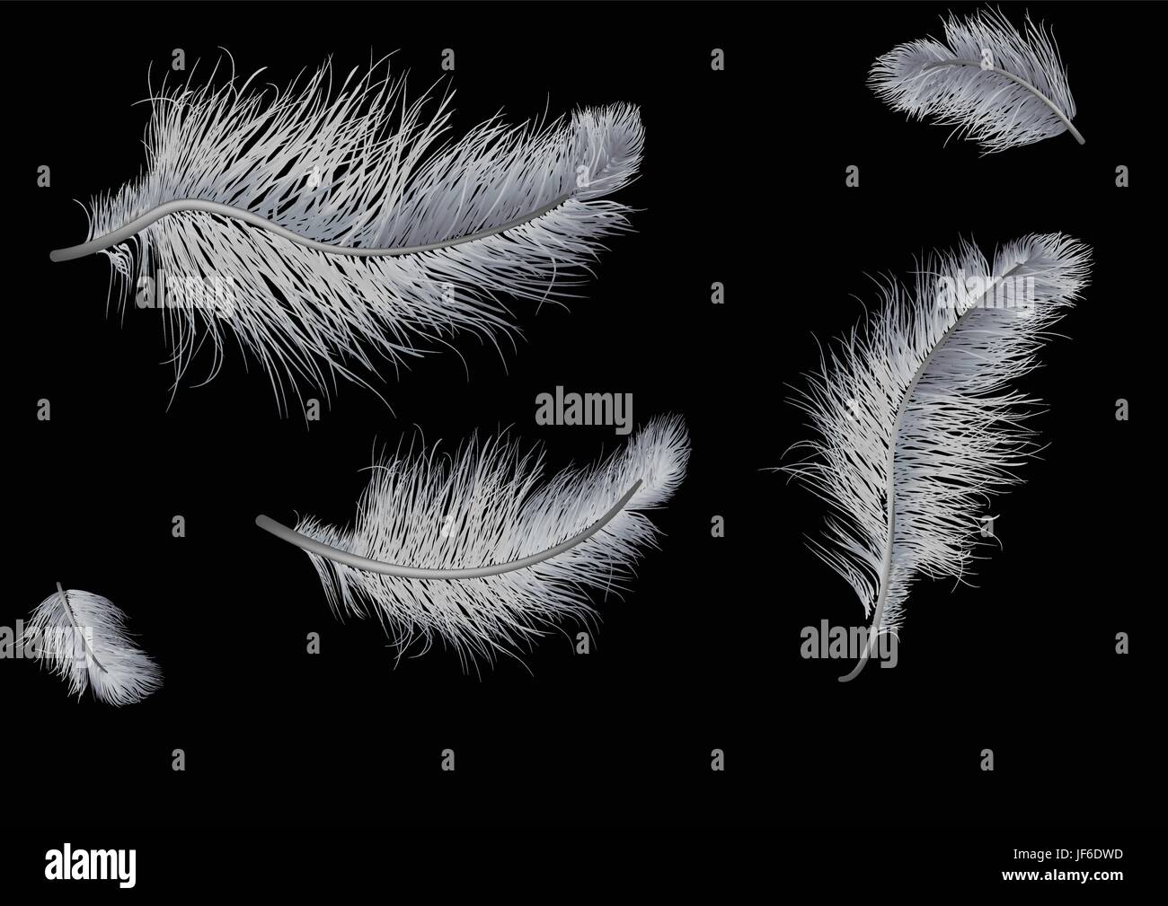 isolated, closeup, illustration, feathering, plumage, quill, feather ...