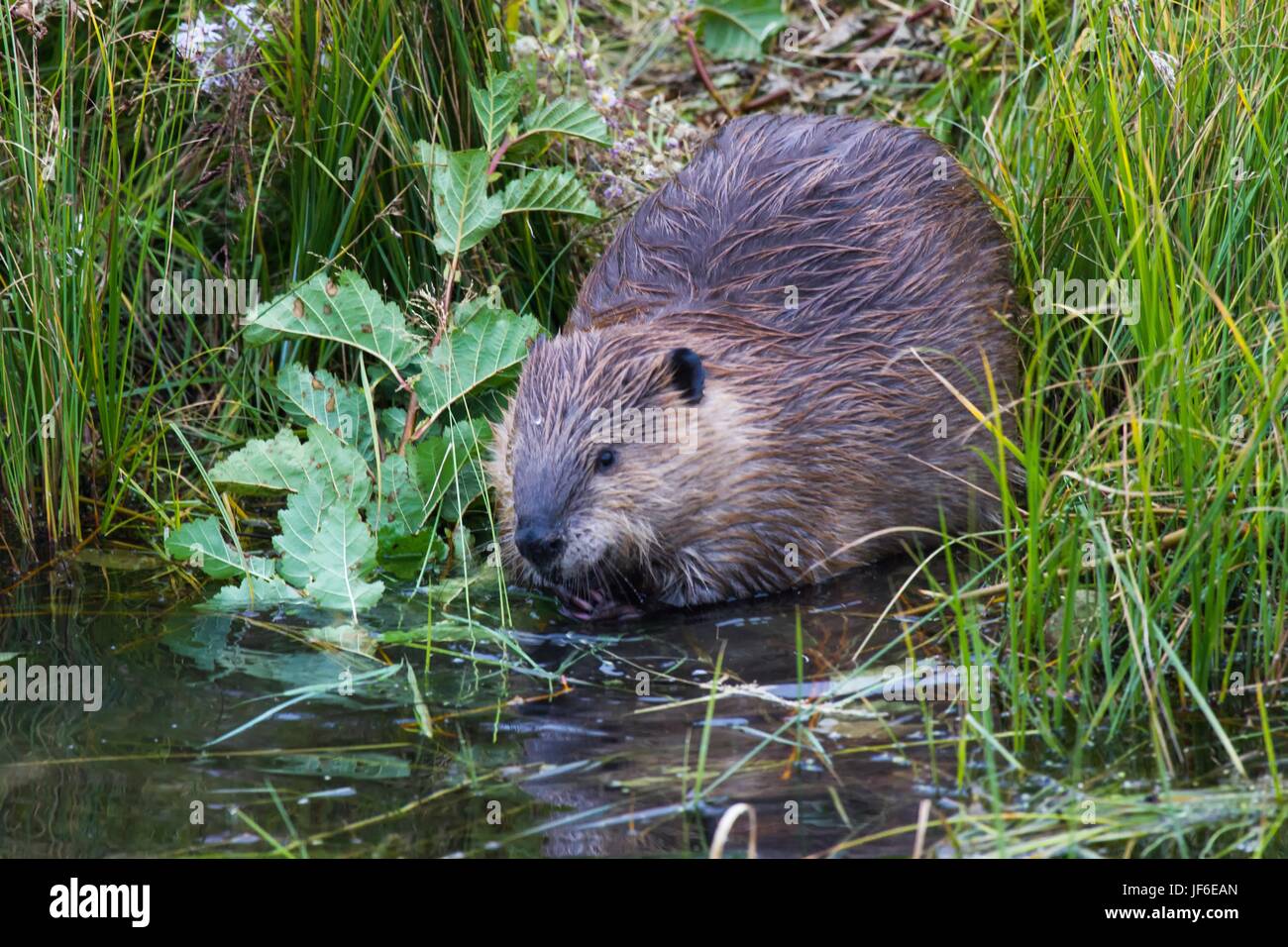 Canadian Beaver 8 Stock Photo - Alamy