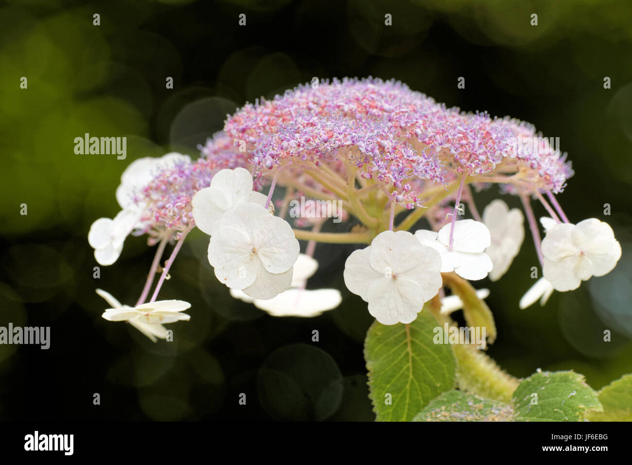 Hydrangea aspera hi-res stock photography and images - Alamy