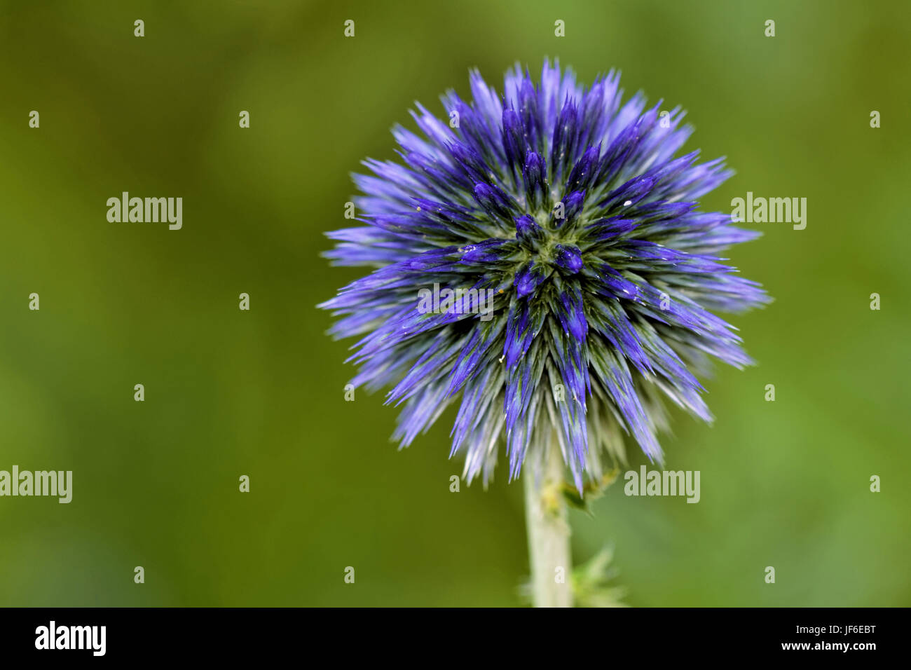 Blue globe thistle hi-res stock photography and images - Alamy