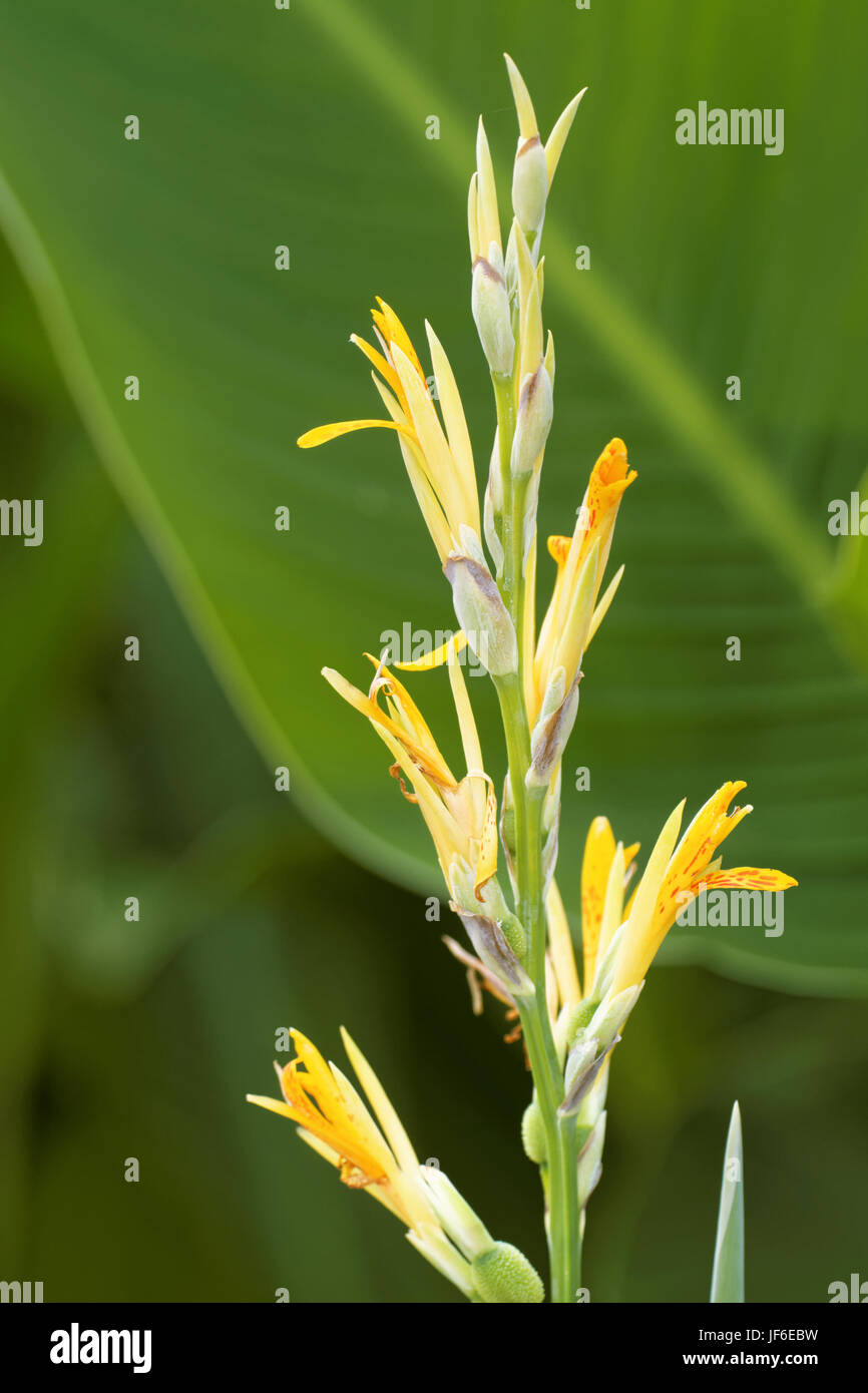 Indian arrowroot hi-res stock photography and images - Alamy