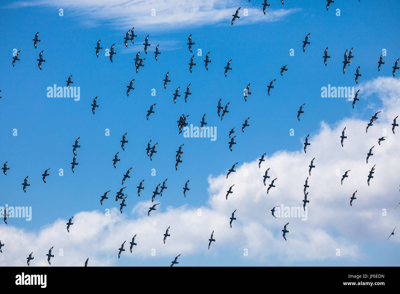 Flying beagle hi-res stock photography and images - Alamy