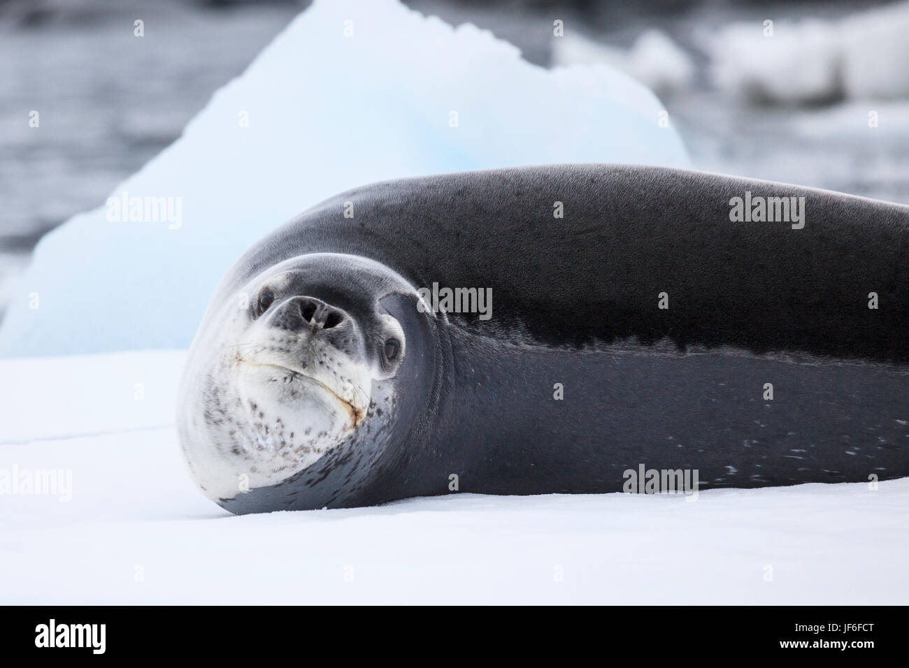 Seal leopard hi-res stock photography and images - Alamy