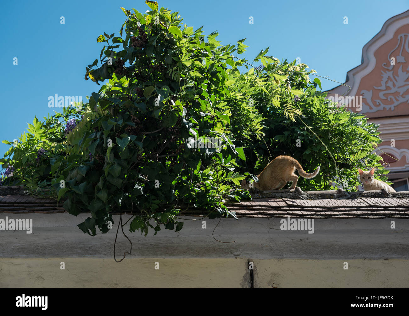 Cats on a building roof in Historic Center of Sibiu city of ...