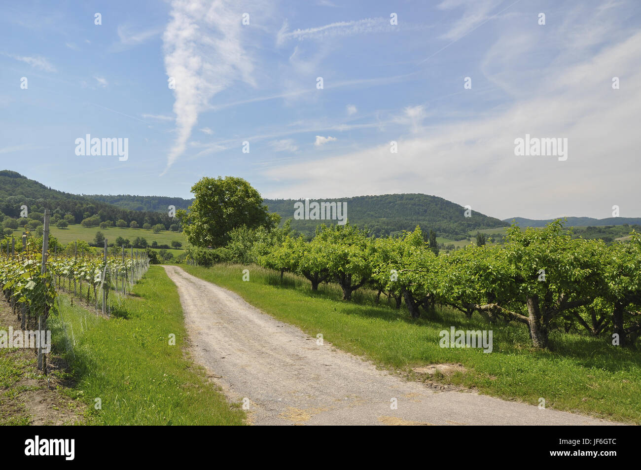 Vineyards in Michelbach, Germany Stock Photo - Alamy