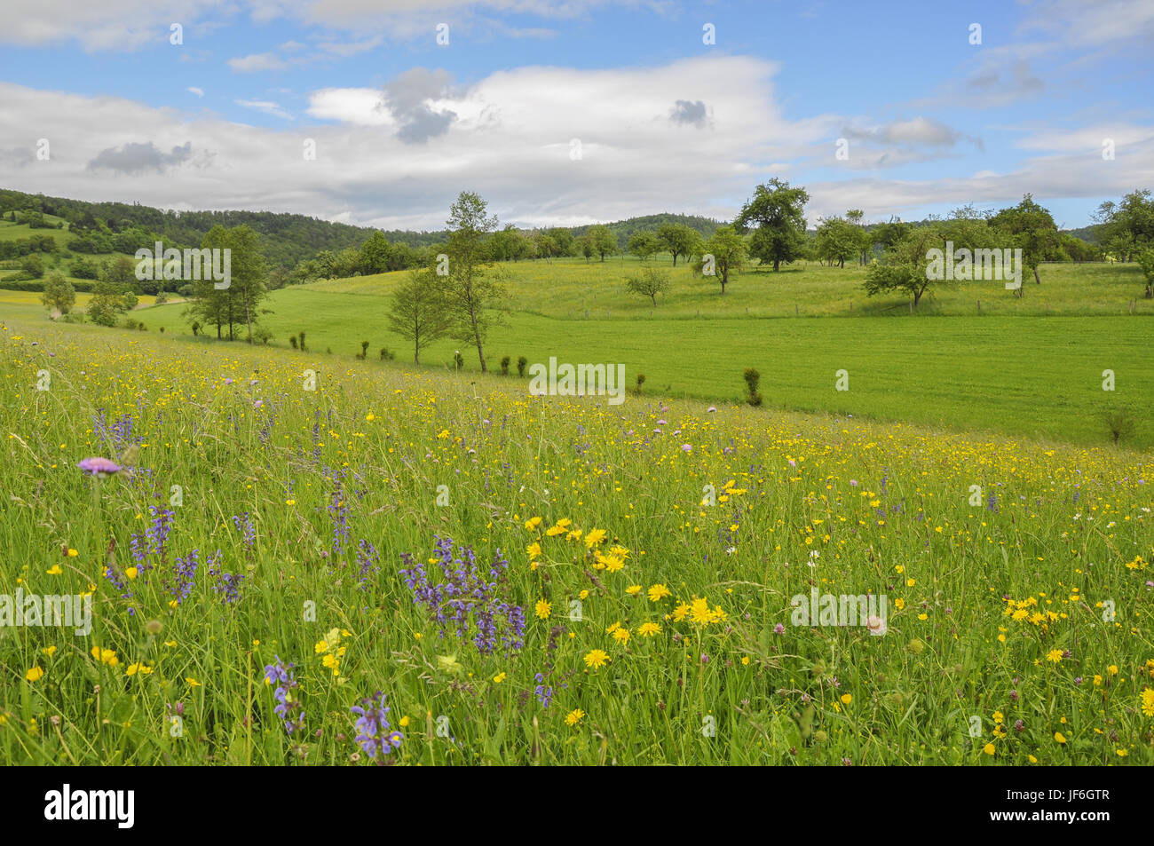 Wiesen salbei hi-res stock photography and images - Alamy