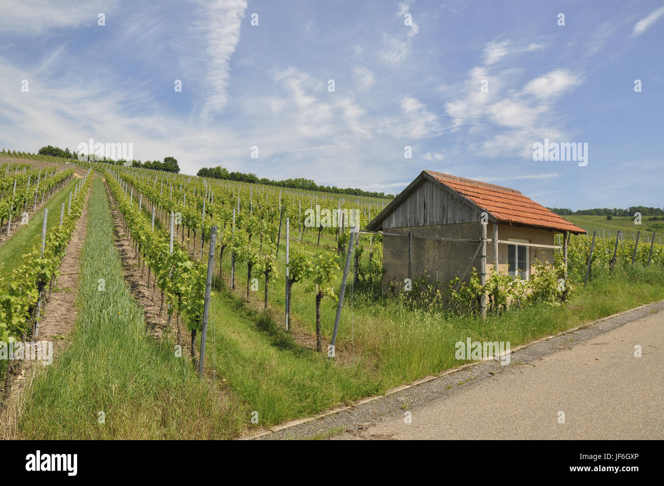 Vineyards in Michelbach, Germany Stock Photo - Alamy