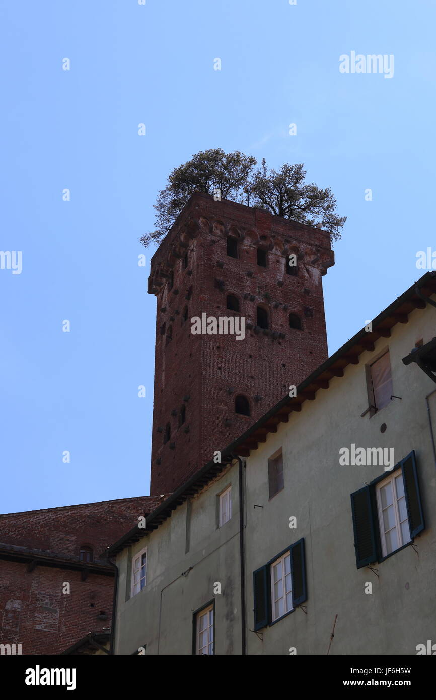 Torre Guinigi, Lucca, Italy and the famous, small oak trees growing at ...