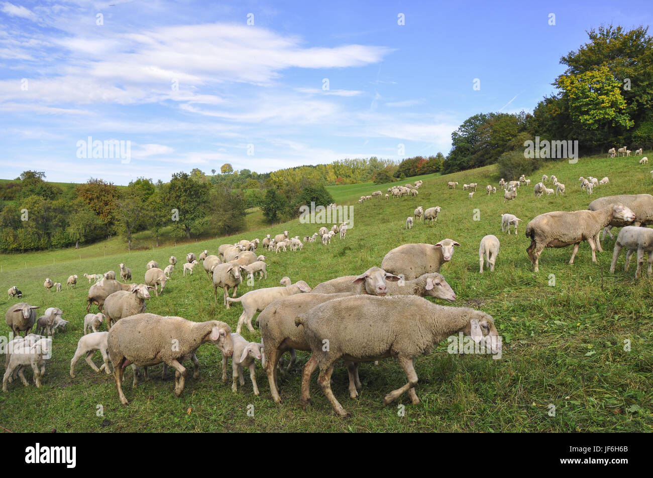 Schaefer germany hi-res stock photography and images - Alamy