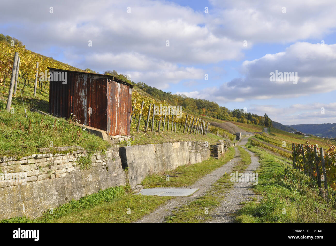 Vineyards in Ingelfingen, Germany Stock Photo - Alamy