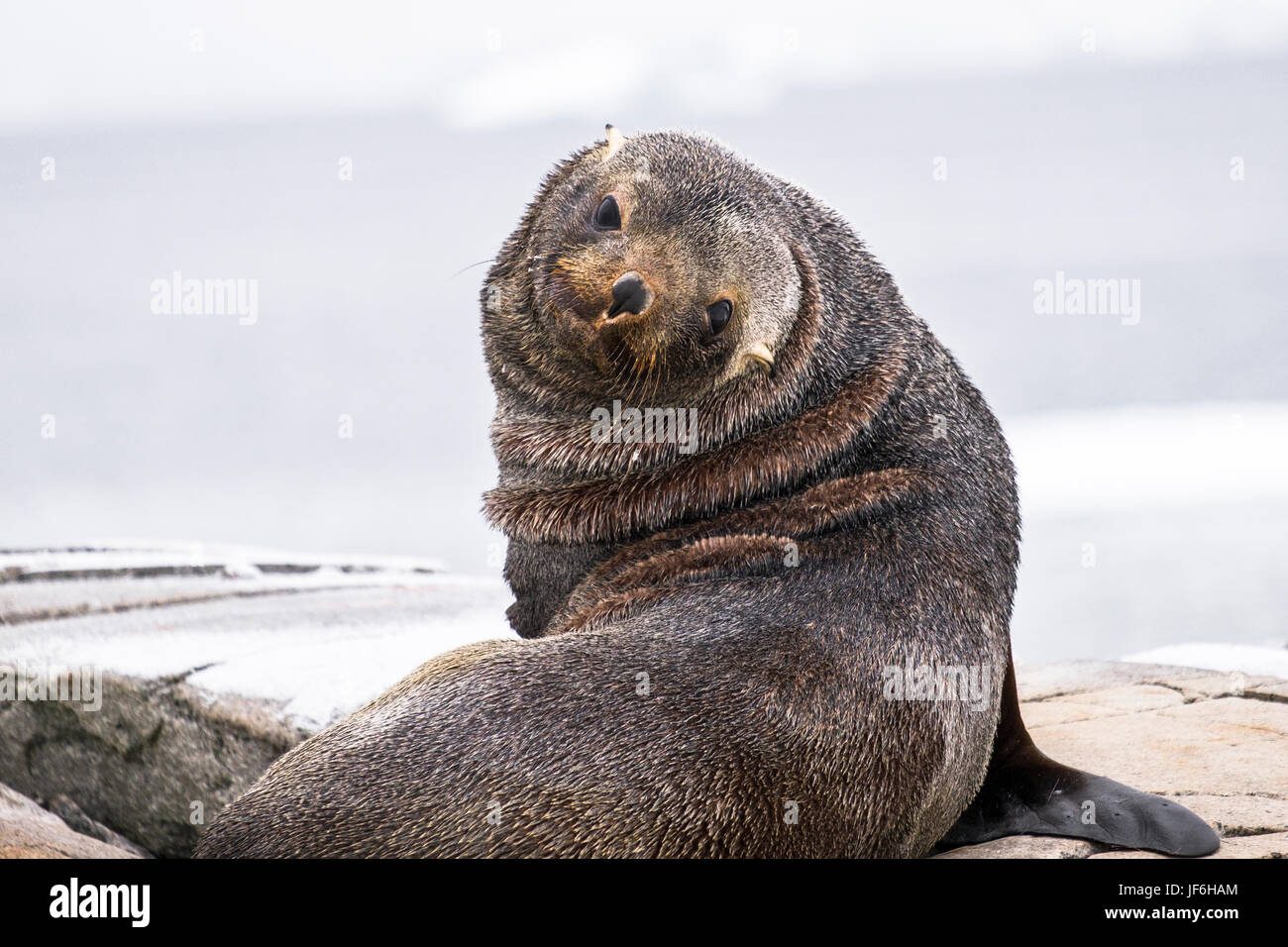 Seal in the Beagle Channel, Argentina Stock Photo - Alamy
