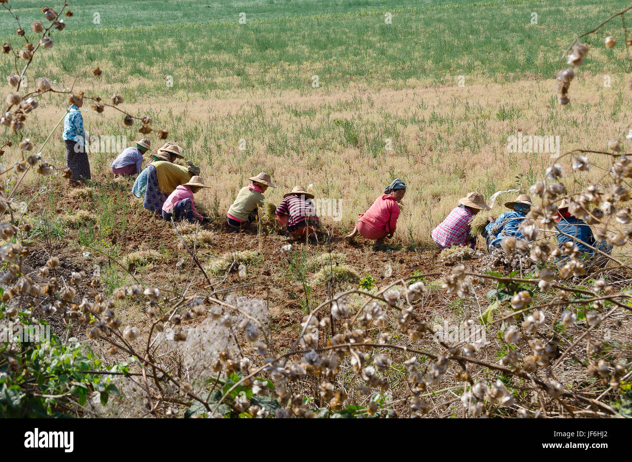 Group of women harvesting lentils, Kalaw, Shan, Myanmar (Burma Stock ...