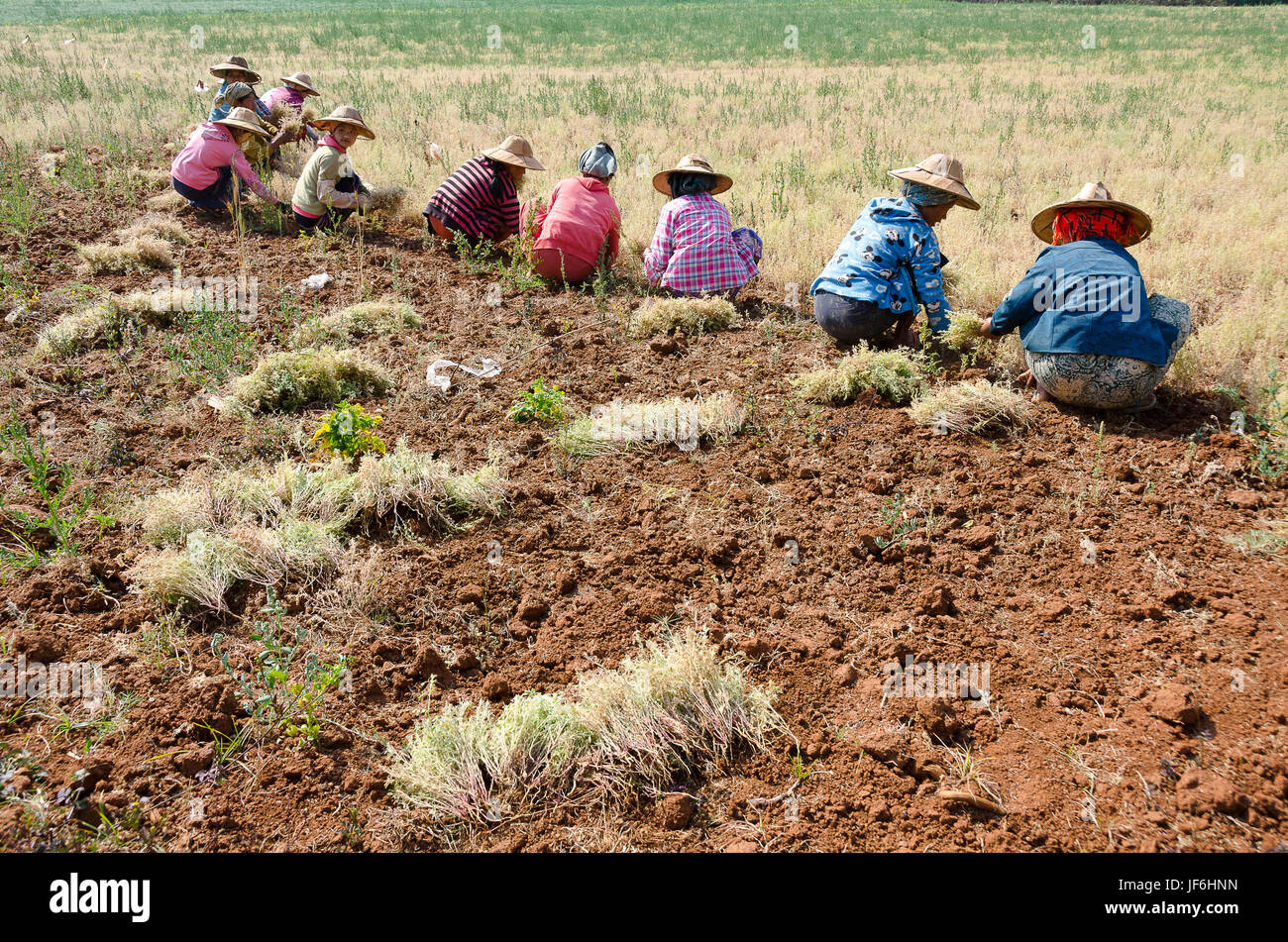 Group of women harvesting lentils, Kalaw, Shan, Myanmar (Burma Stock ...