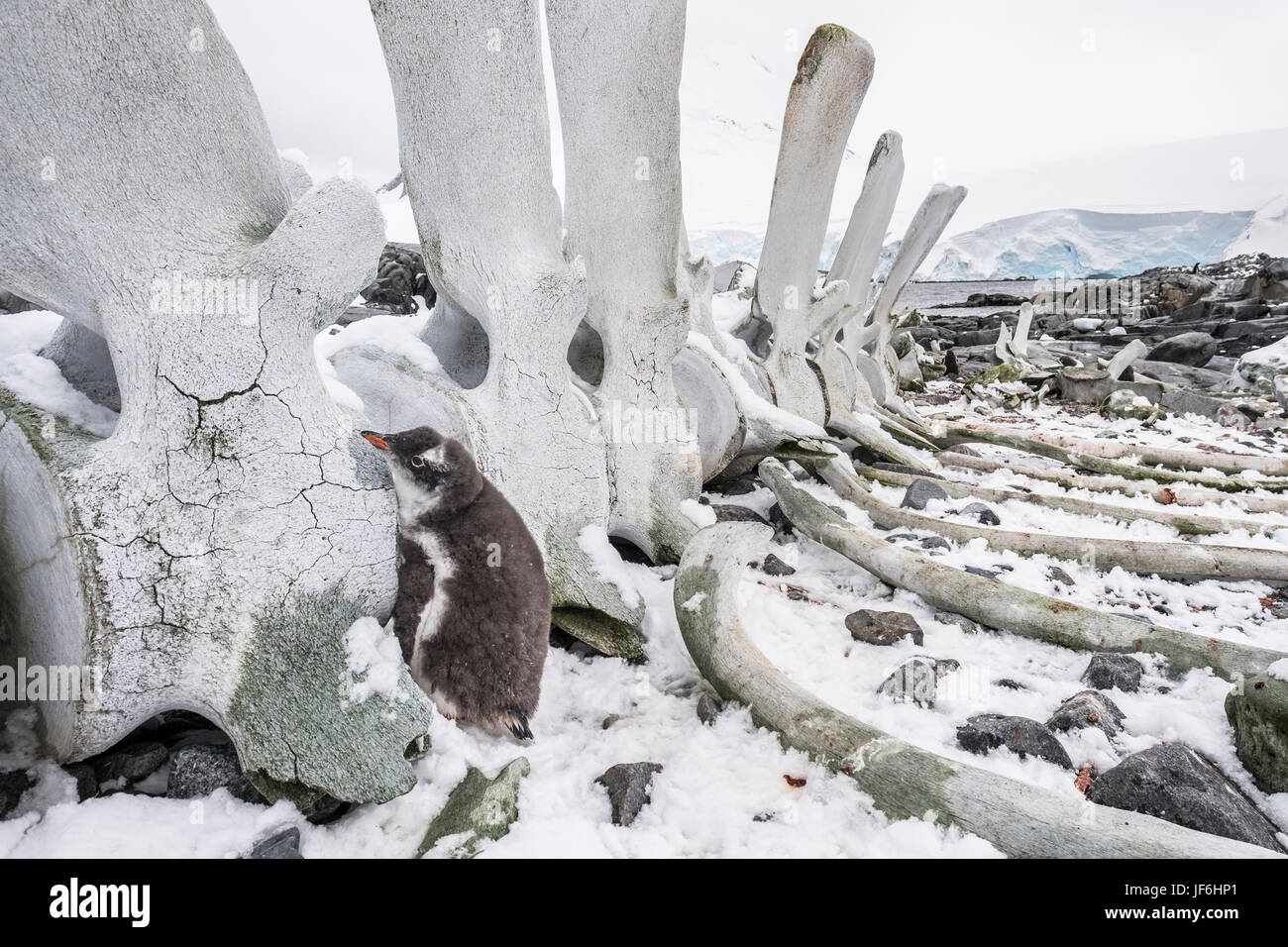 Skeleton In Snow High Resolution Stock Photography and Images - Alamy