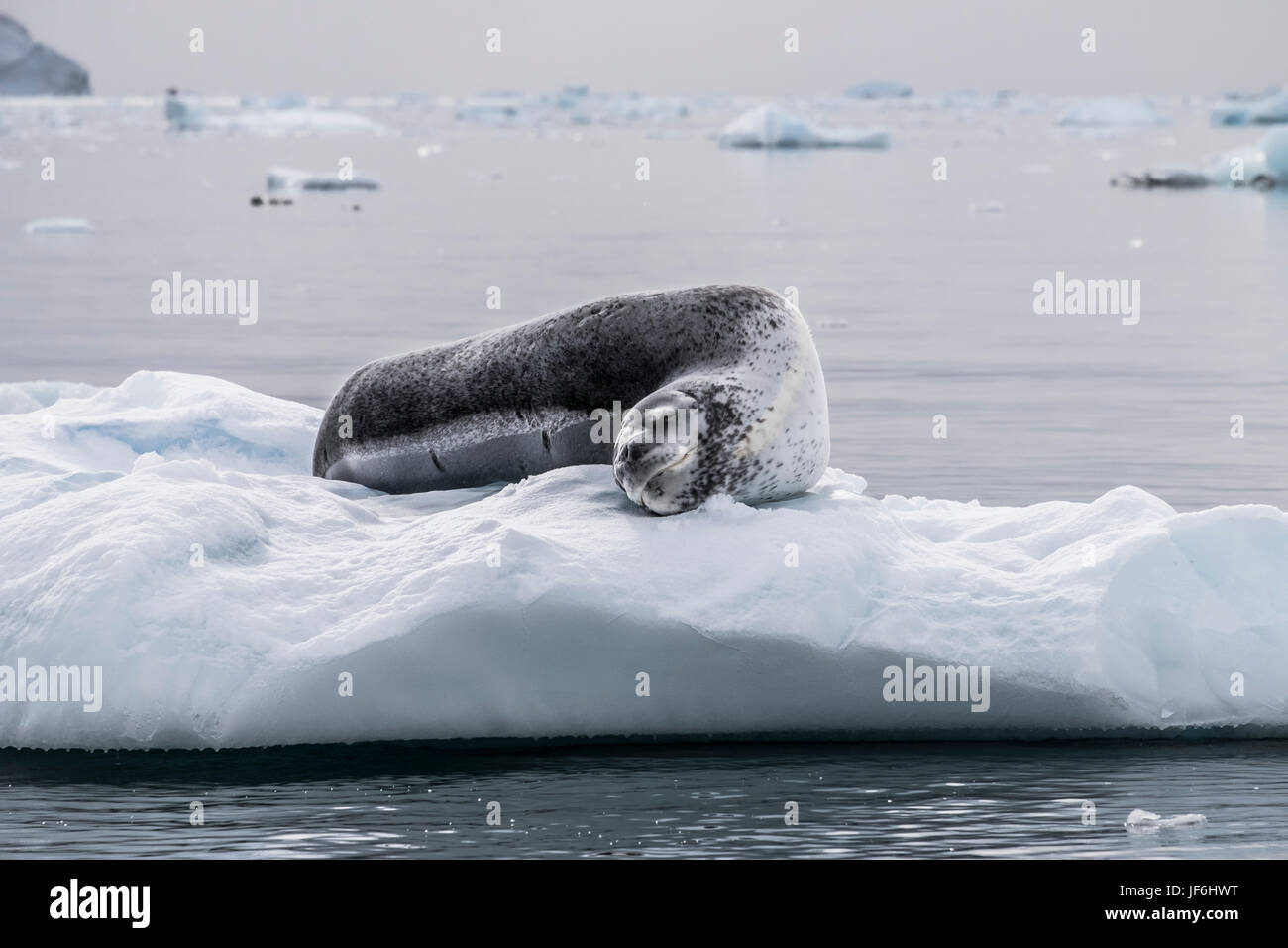 Seal leopard hi-res stock photography and images - Alamy