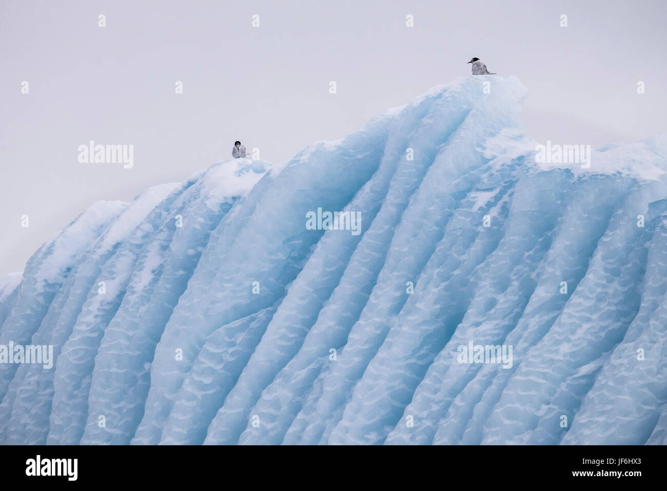 Birds antarctica hi-res stock photography and images - Alamy