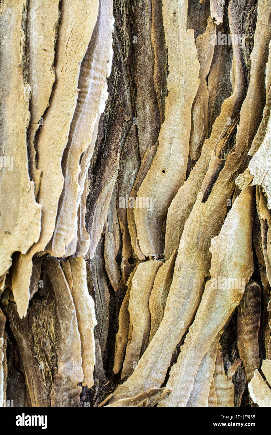 Closeup on the bark of a coastal redwood, Sequoia sempervirens- texture ...