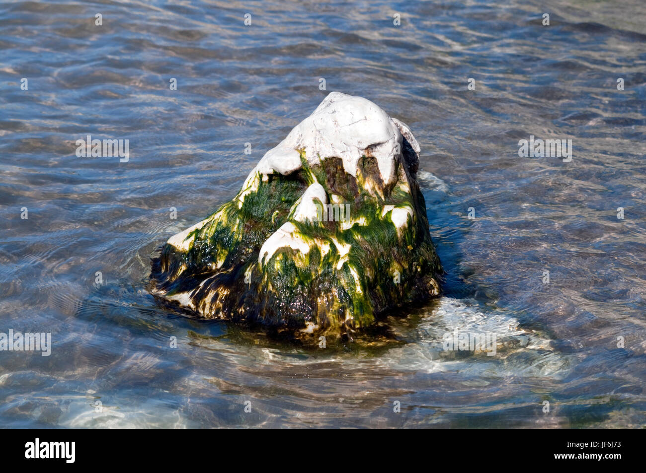 Large rock covered with algae or aquatic vegetation in shallows near ...