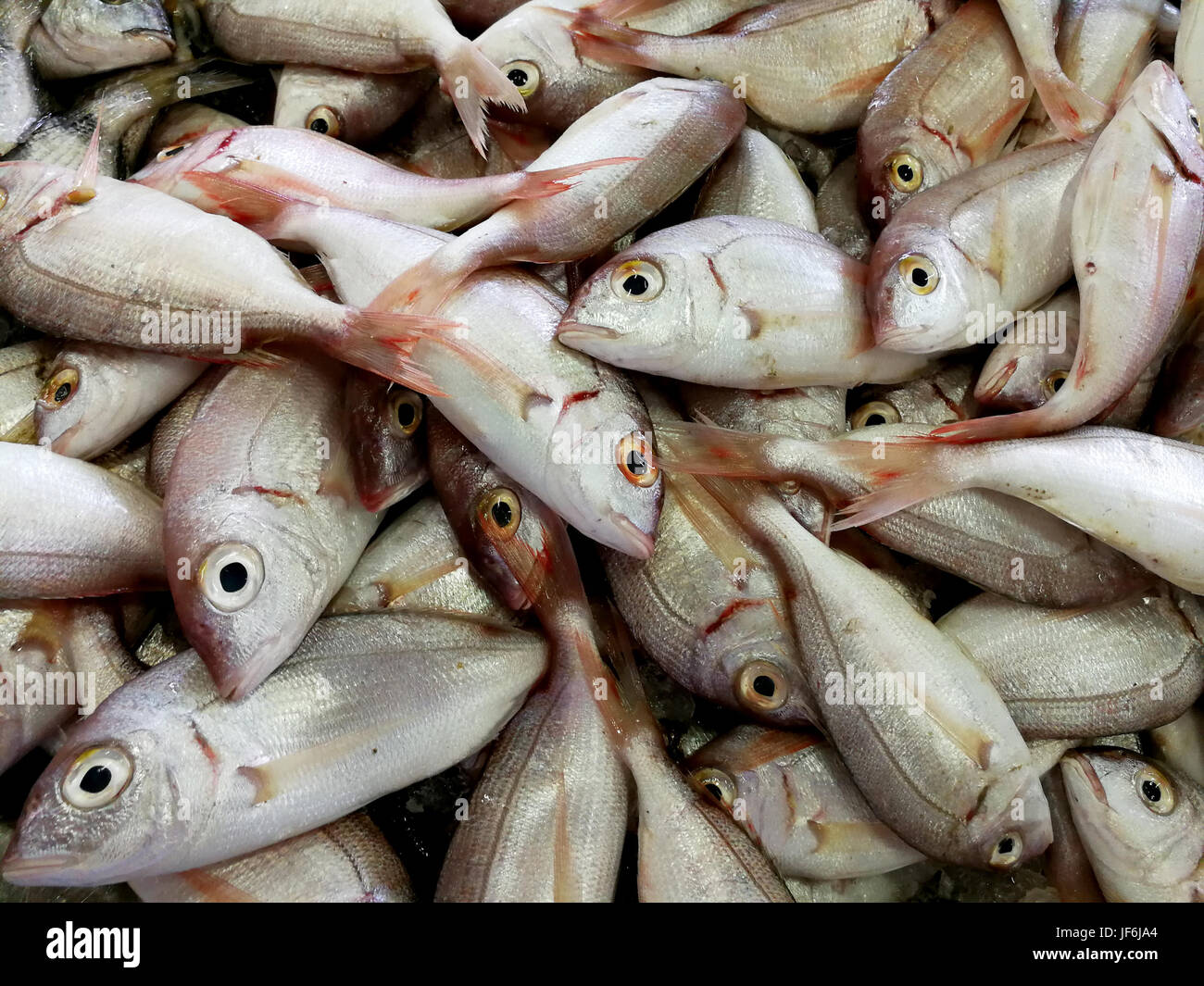 Fish in the market to sell Stock Photo - Alamy