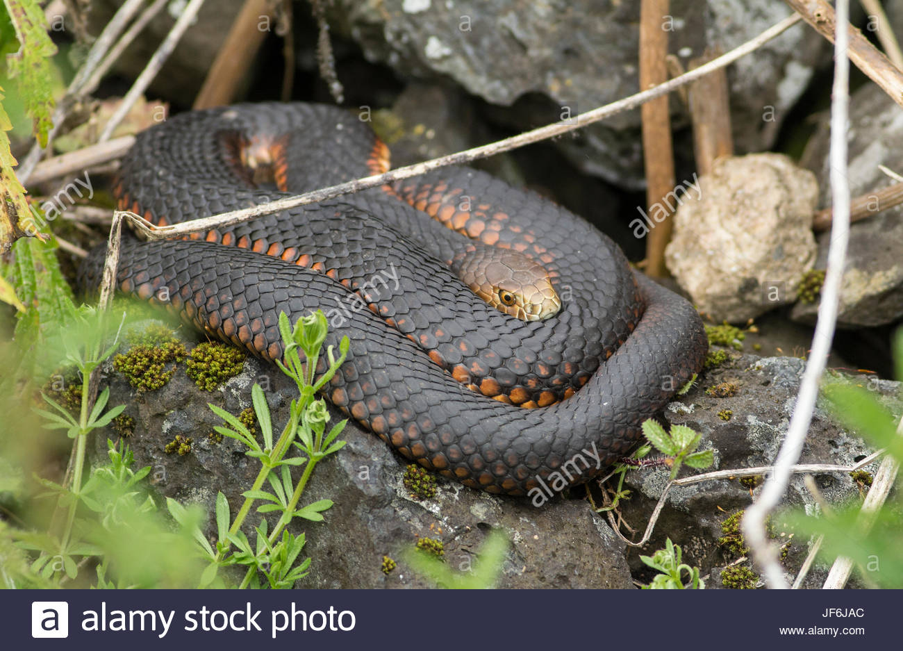 Australian Snake Stock Photos & Australian Snake Stock Images - Alamy