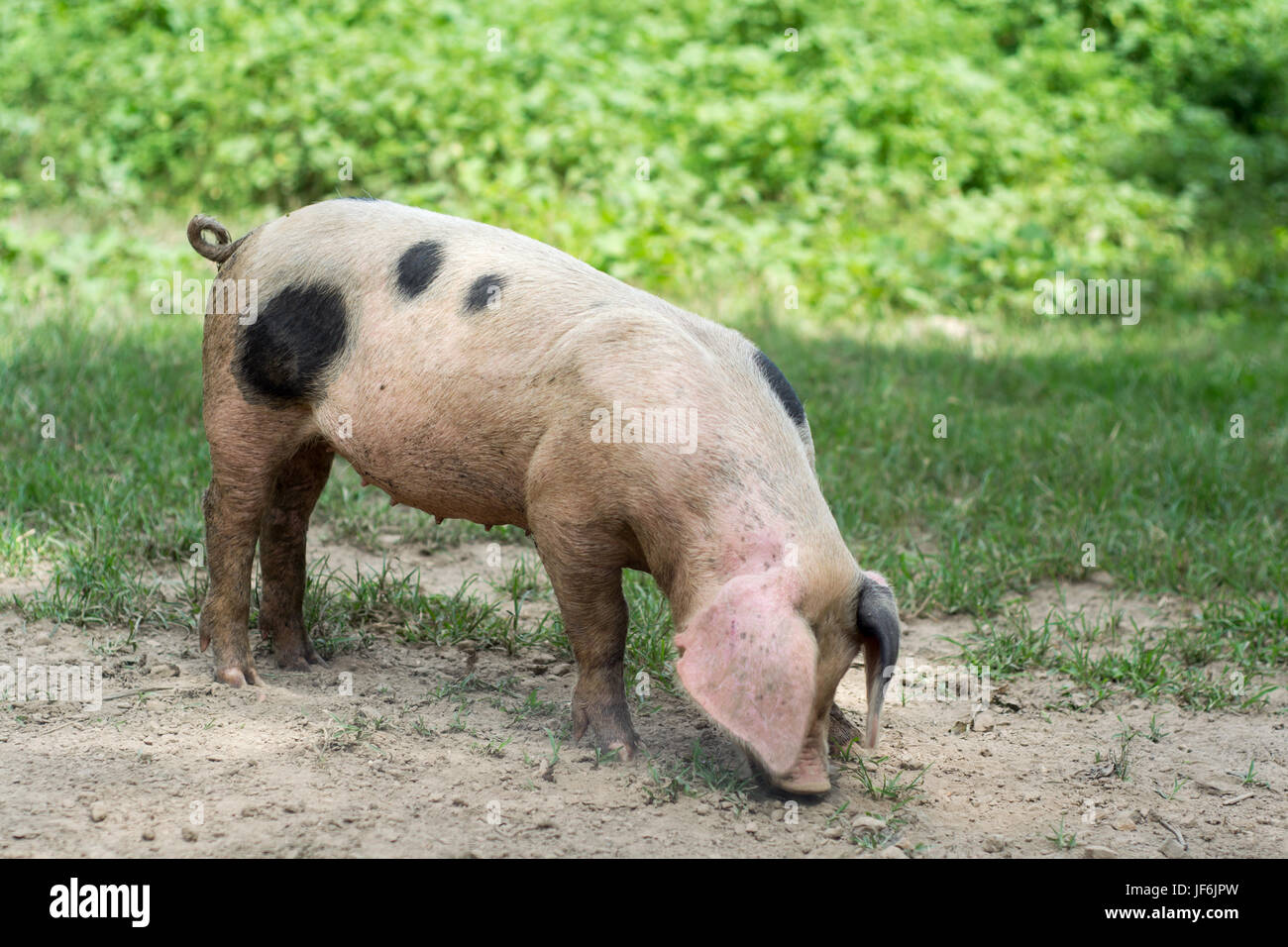 Little pig digging Stock Photo - Alamy