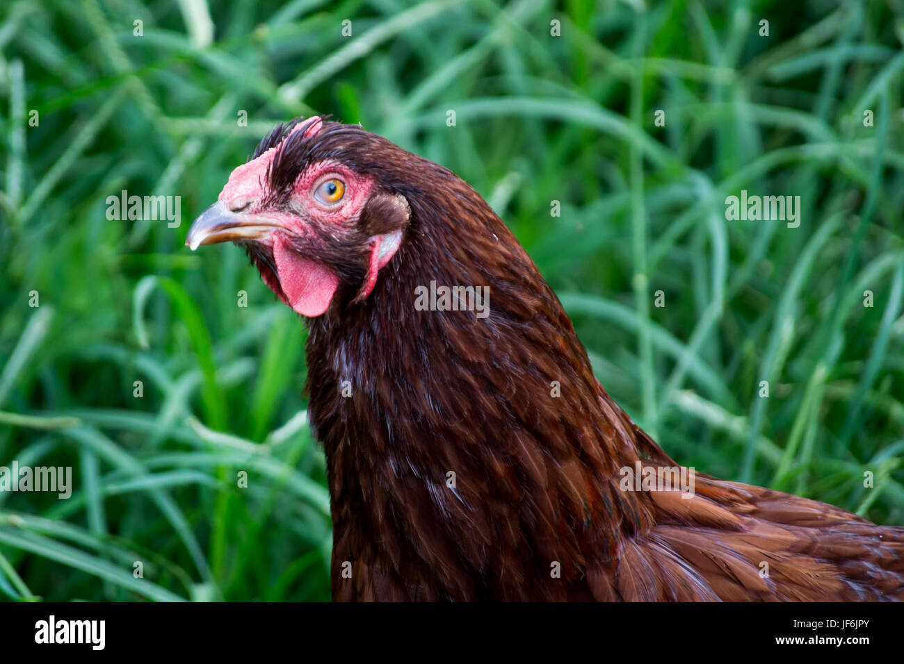 Chicken hen rooster hi-res stock photography and images - Alamy