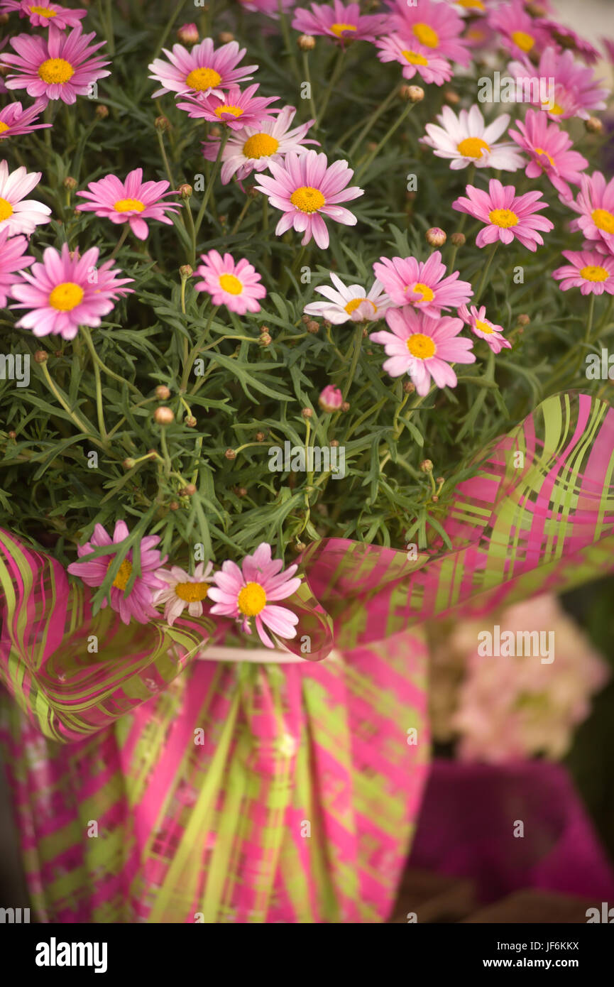 Pink flowers in green and pink wrapping Stock Photo - Alamy