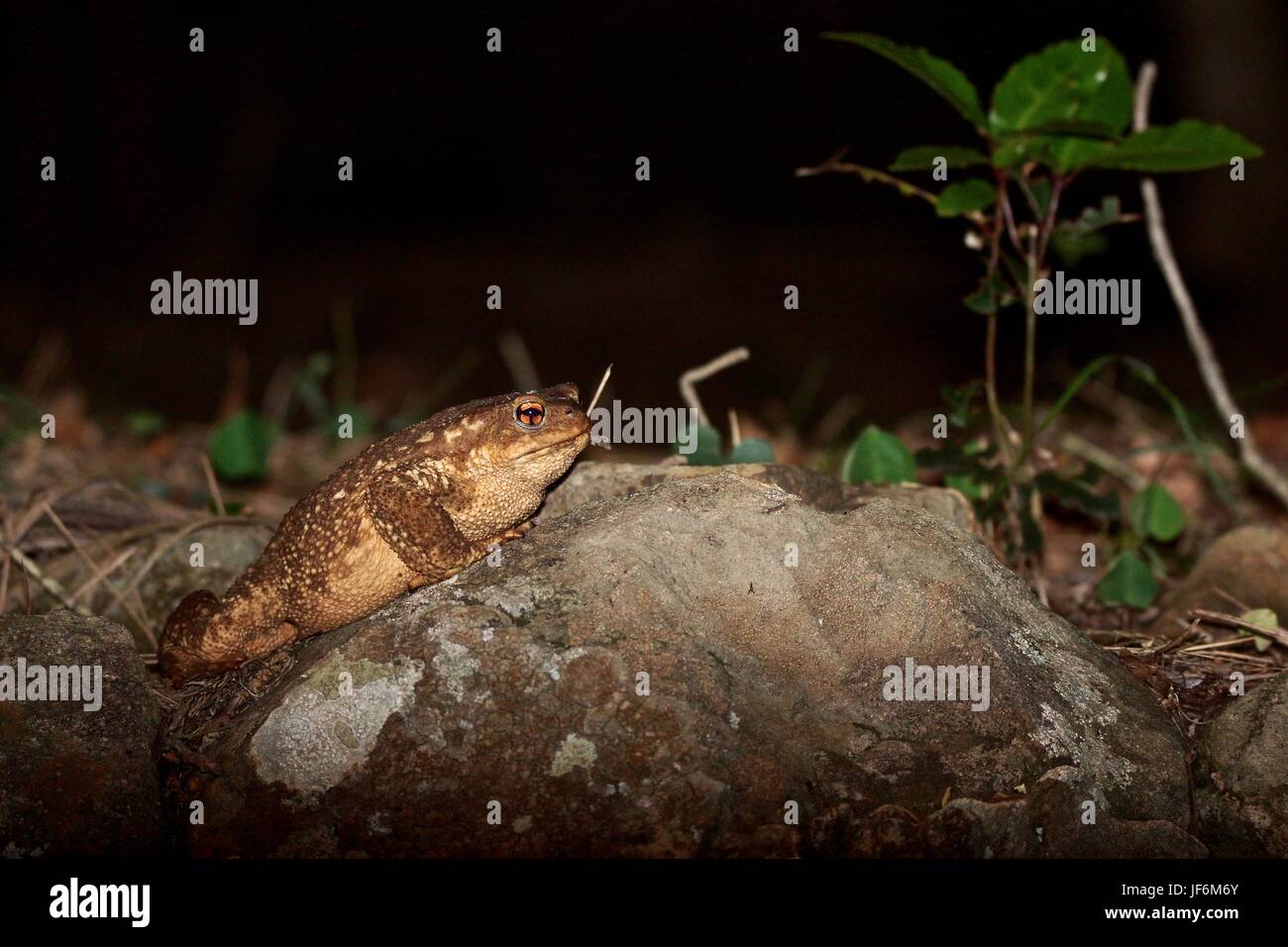 Iberian Common Toad Stock Photo - Alamy