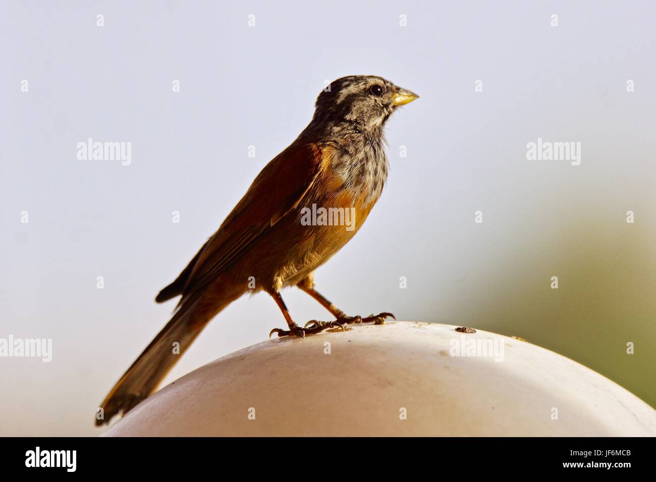 Uban birding hi-res stock photography and images - Alamy