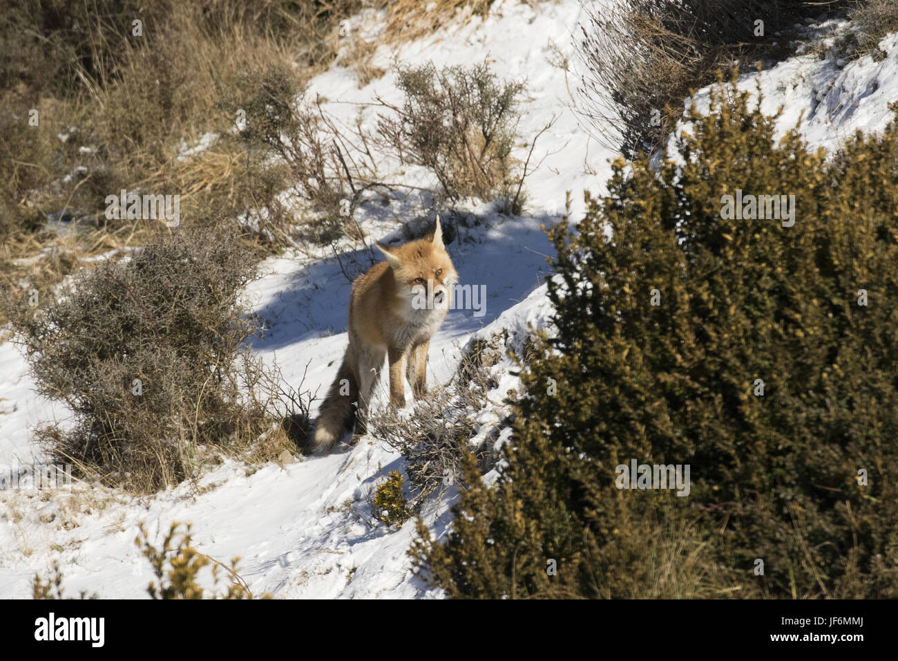 Lurking hi-res stock photography and images - Alamy